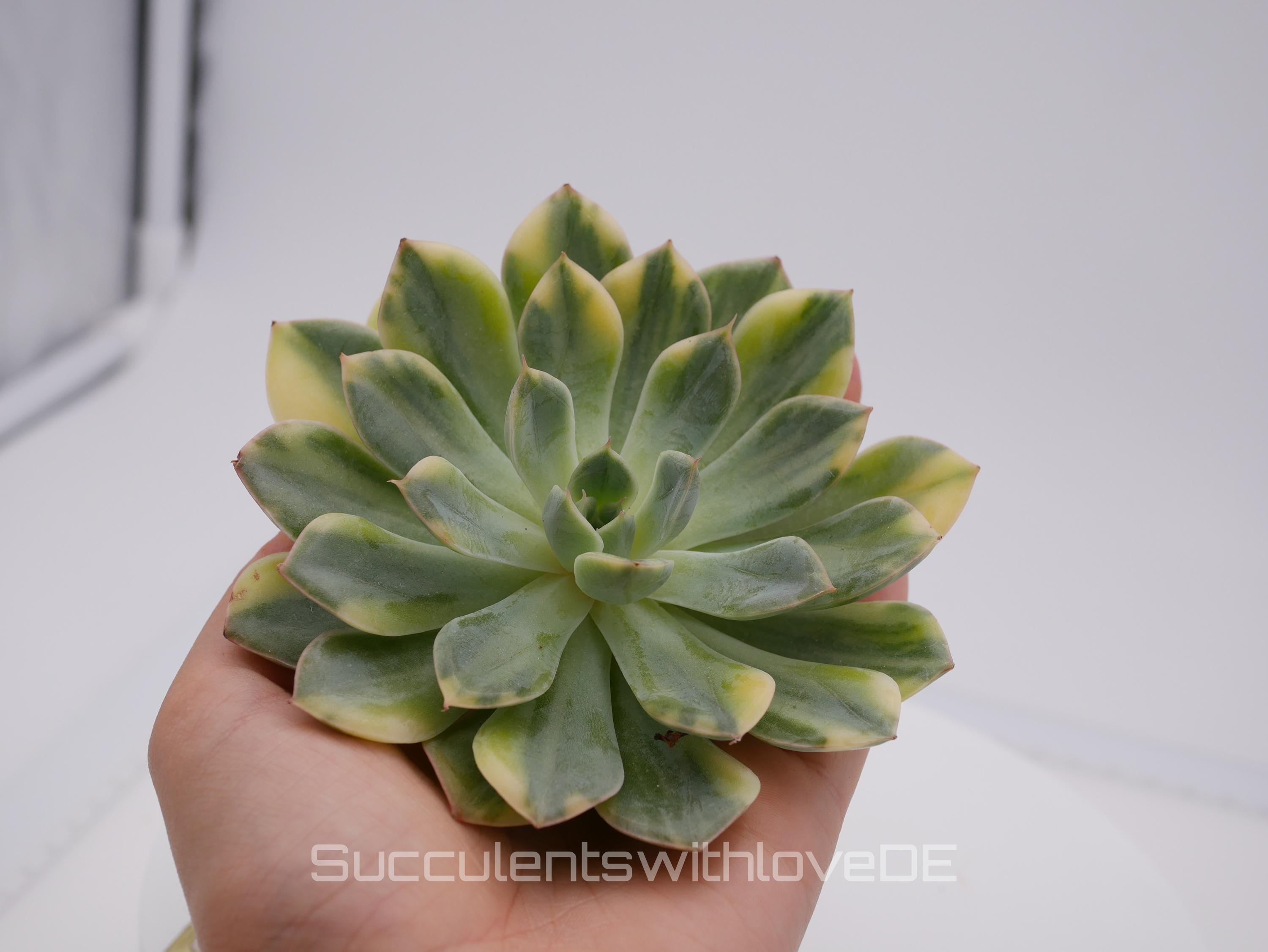 Echeveria 'Matcha Bodhi' variegated - schöne und sehr seltene Sukkulen